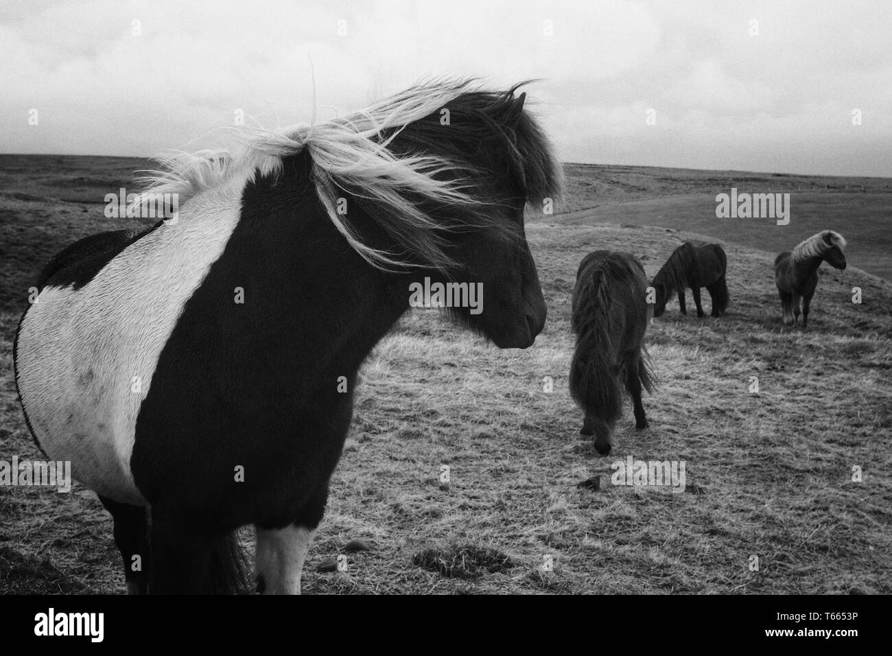 Ponies in wild Black and White Stock Photos & Images - Alamy