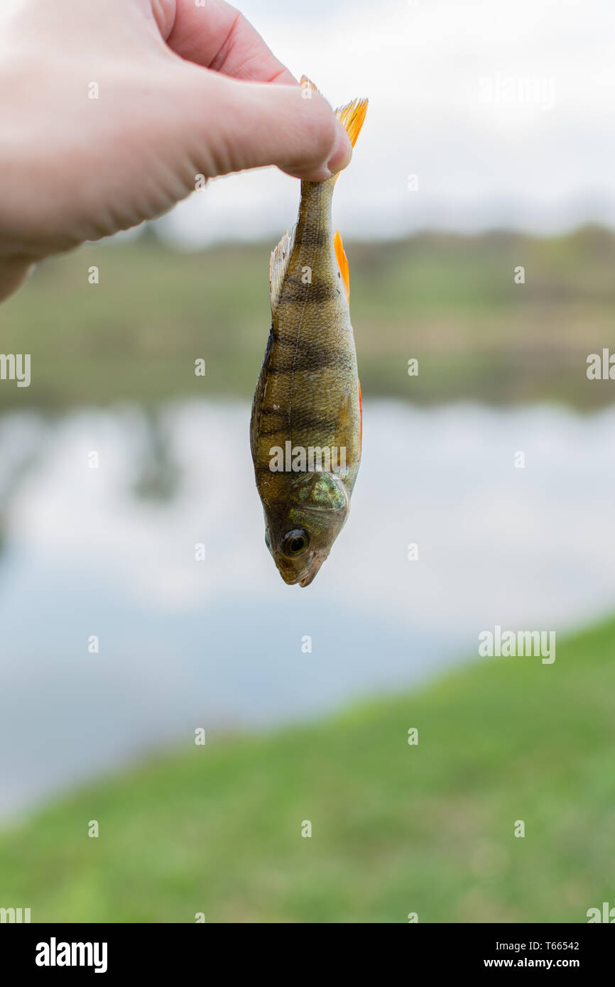 Perch fish hook mouth hi-res stock photography and images - Alamy