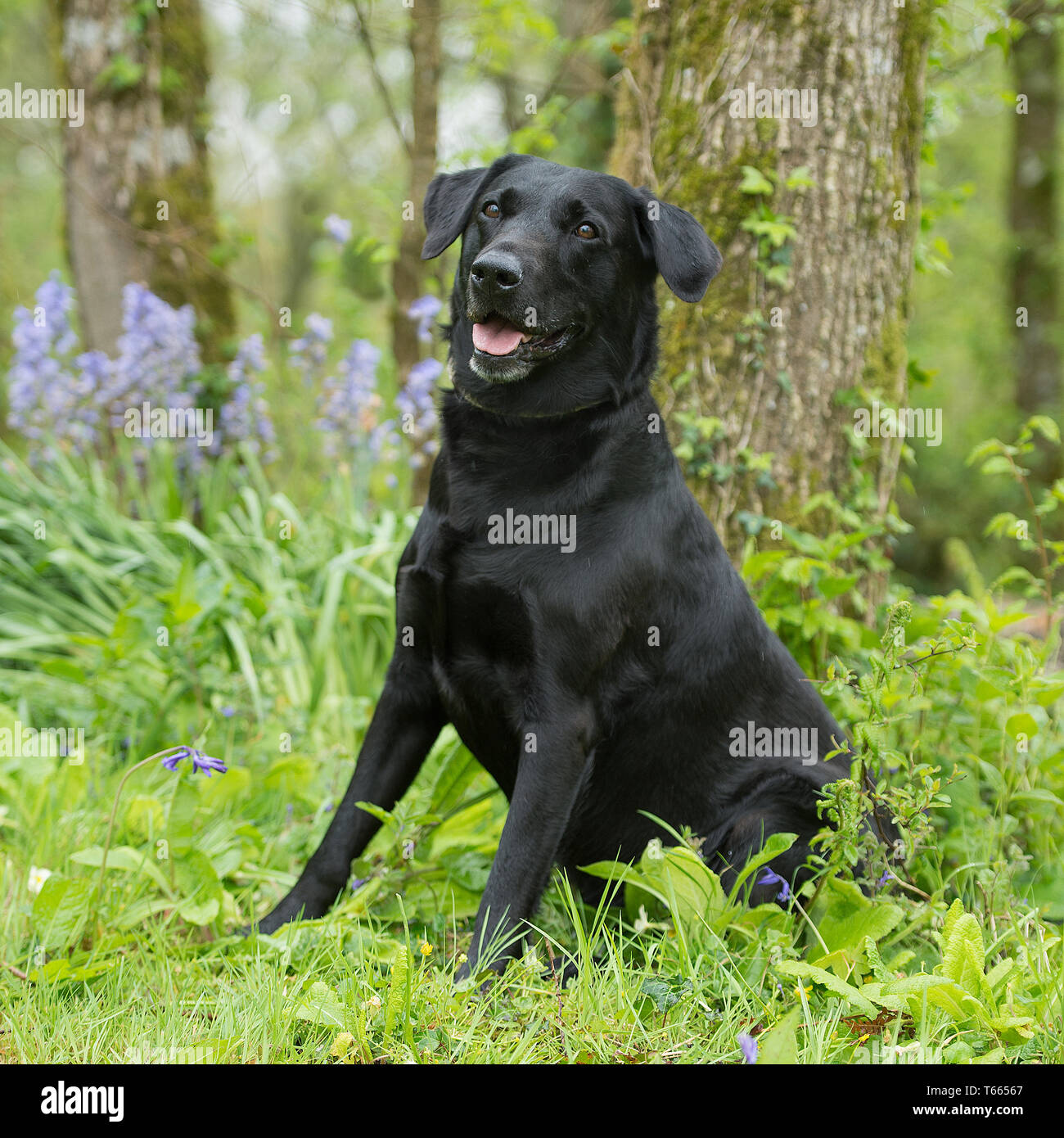 labrador retriever black Stock Photo - Alamy