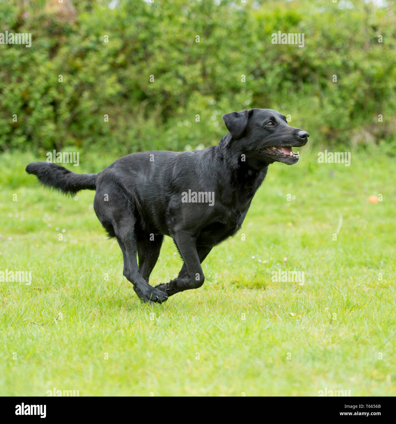 Happy black dog hi-res stock photography and images - Alamy