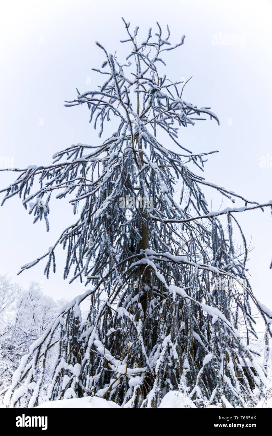 Conifer snow hi-res stock photography and images - Alamy