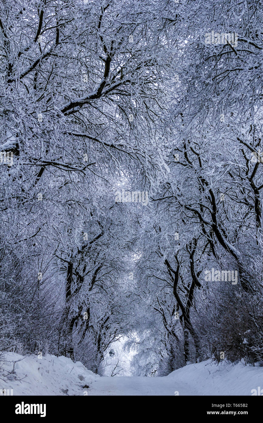 Walkway in deep snow hi-res stock photography and images - Alamy