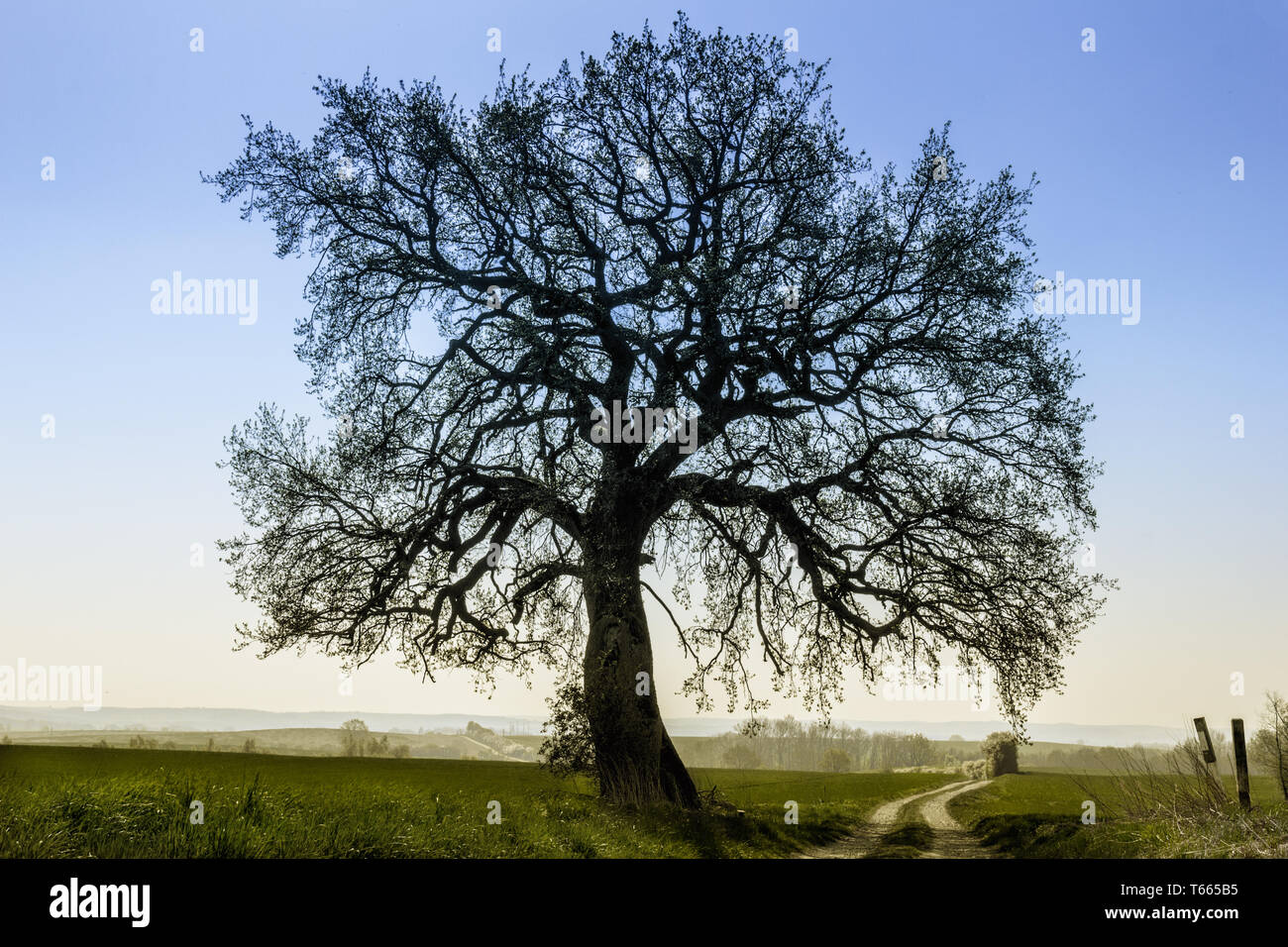 Lime tree silhouette hi-res stock photography and images - Alamy