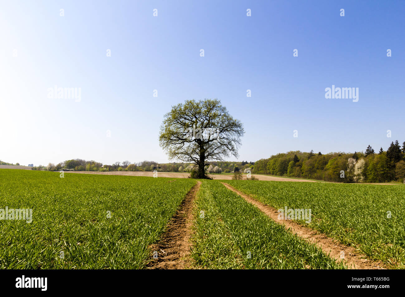 Skidmarks High Resolution Stock Photography and Images - Alamy