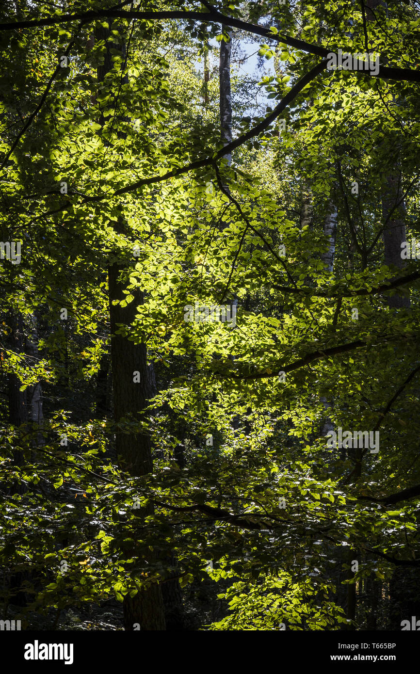 Sun shines through leaves hi-res stock photography and images - Alamy