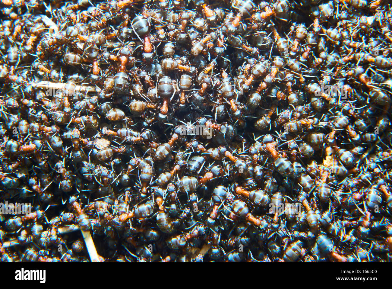 Large group of Formica polyctena ants. Formica polyctena is a species ...