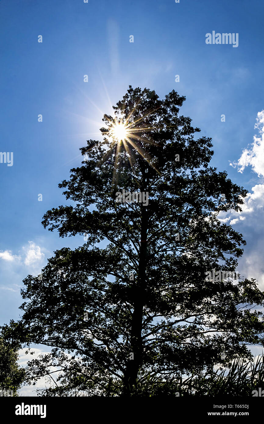 Sun through single tree hi-res stock photography and images - Alamy