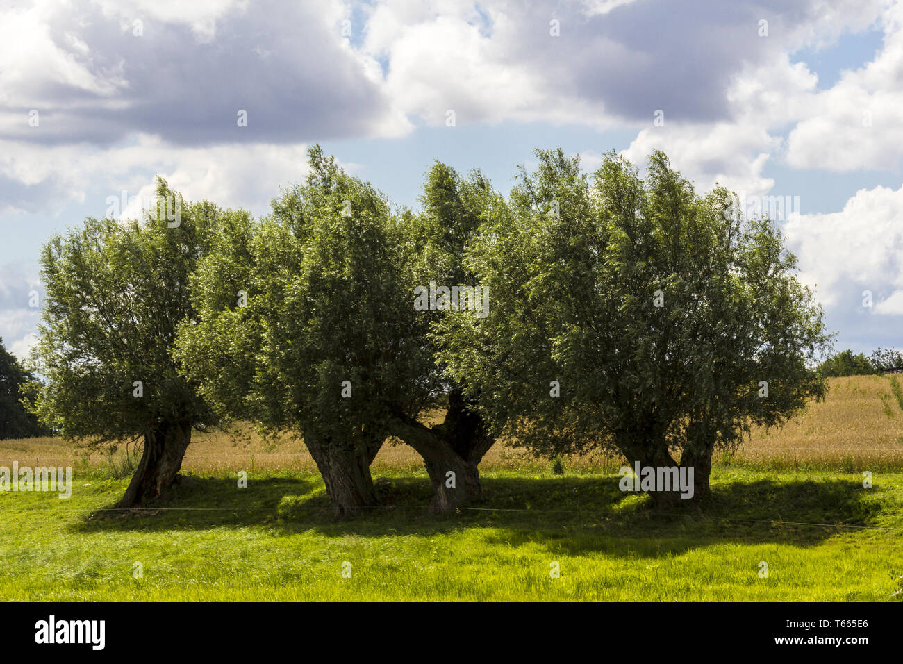 Windy germany trees hi-res stock photography and images - Alamy