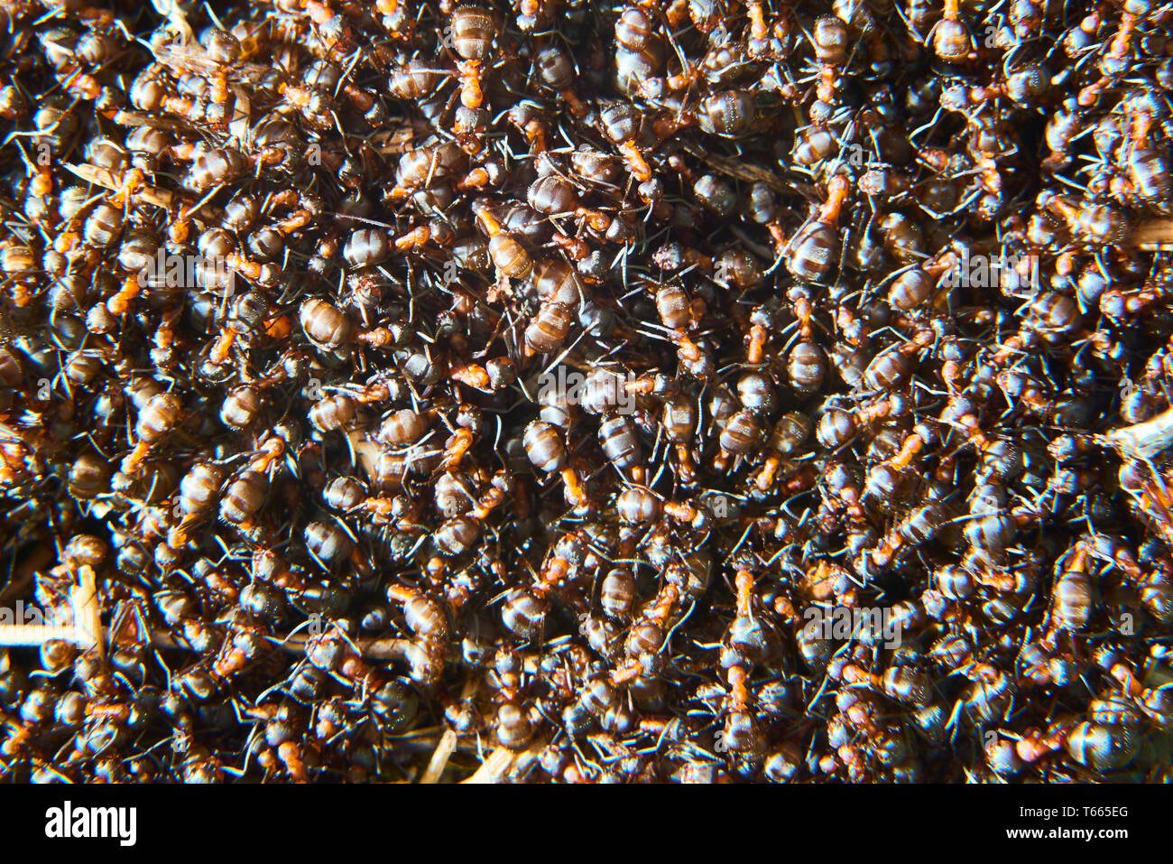 Formica rufa ants aphids hi-res stock photography and images - Alamy