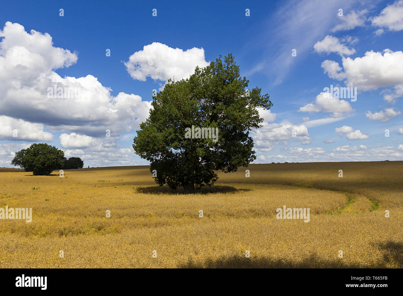 Tree in a rapeseed field hi-res stock photography and images - Alamy