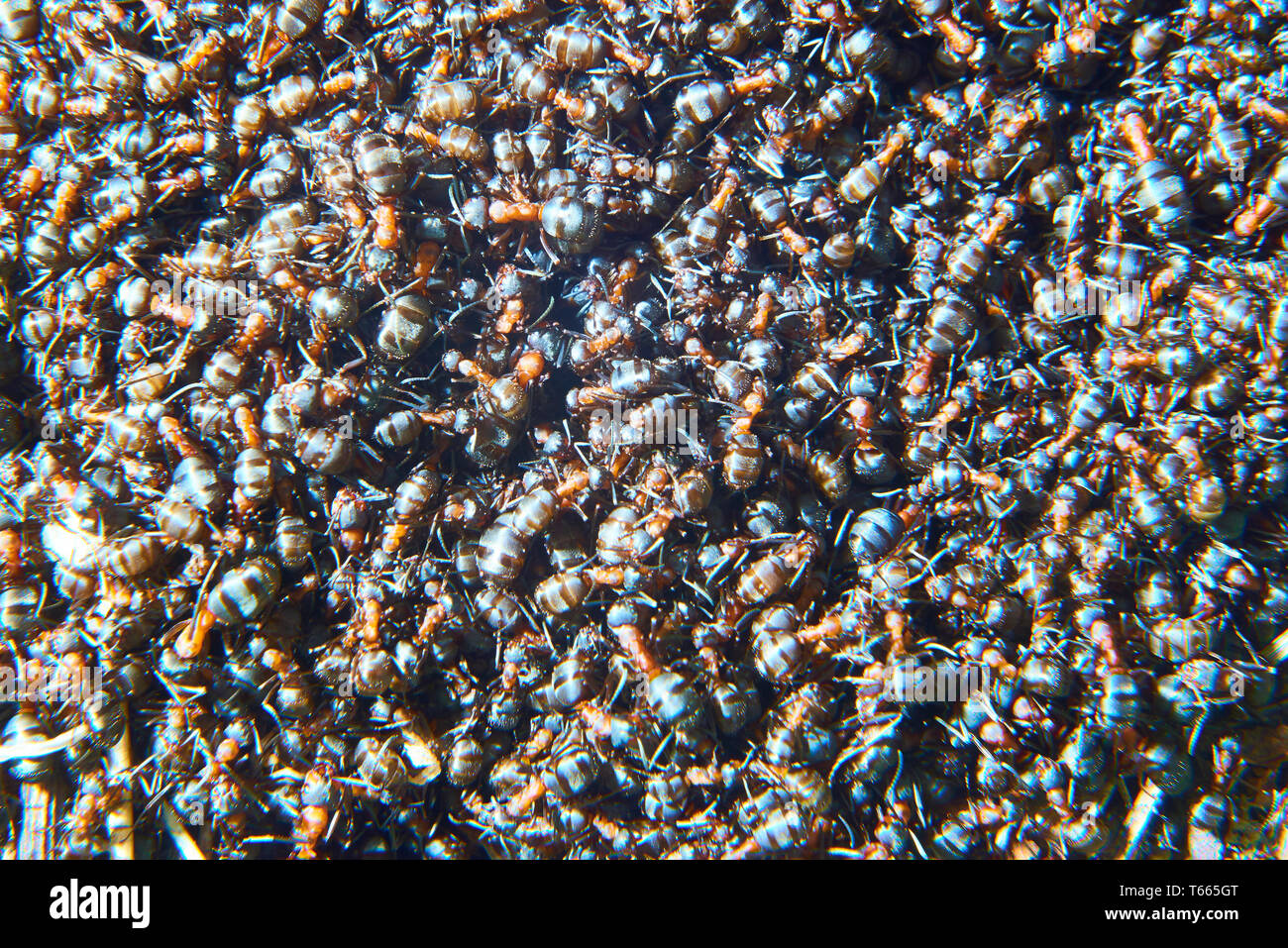Formica rufa ants aphids hi-res stock photography and images - Alamy