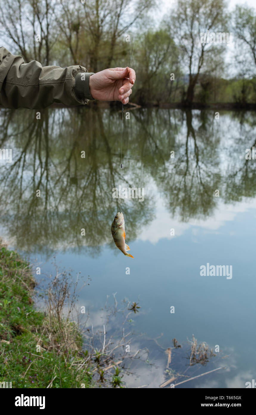 A good catch, a perch on a fishing rod hook Stock Photo - Alamy
