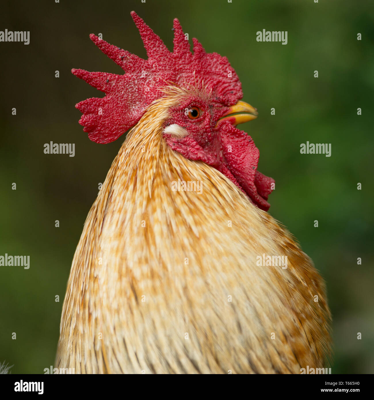 Rooster hi-res stock photography and images - Alamy