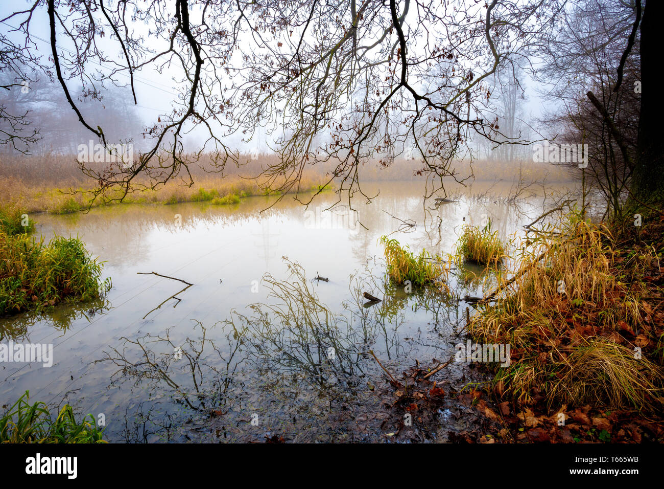 The cool autumn morning at the pond Stock Photo - Alamy