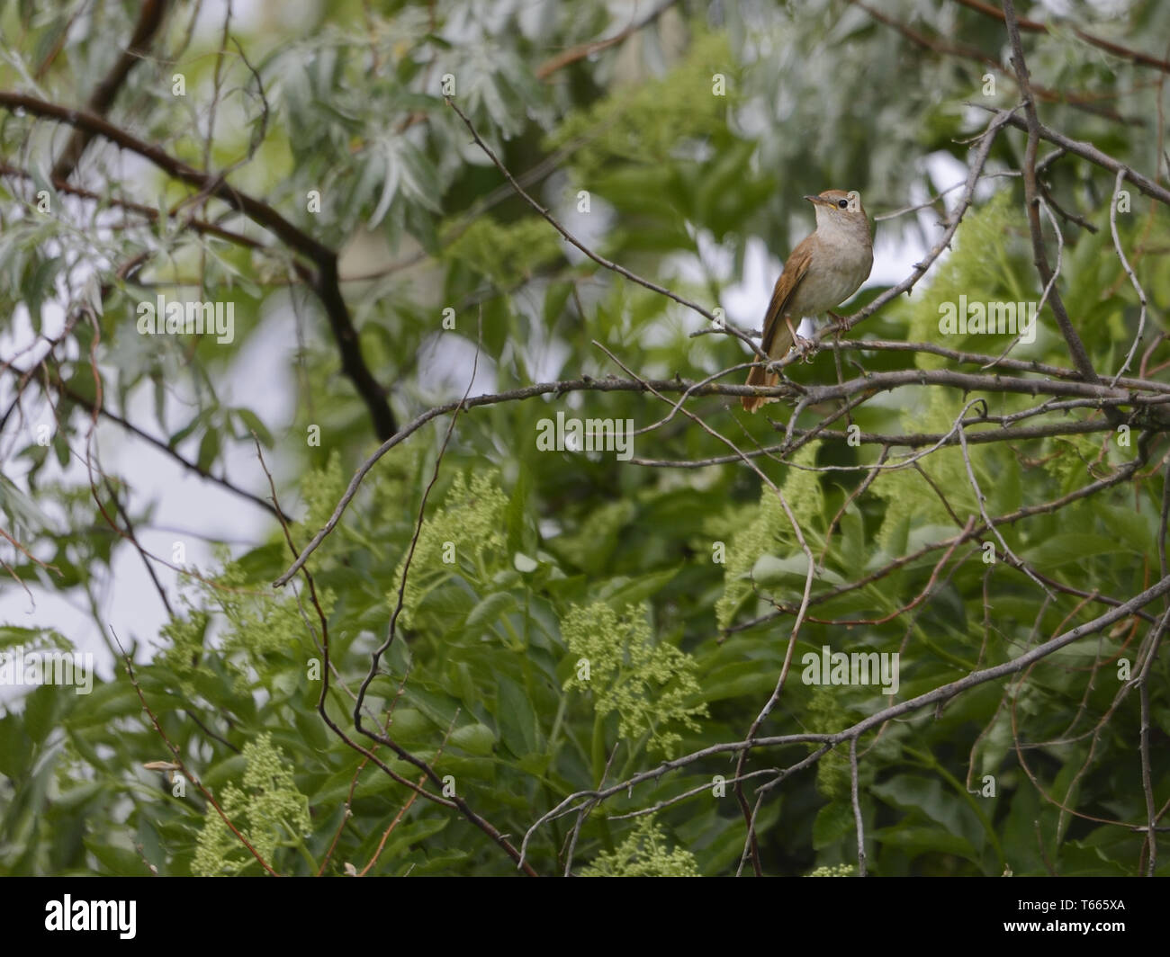 European nightingale, Luscinia megarhynchos Stock Photo - Alamy