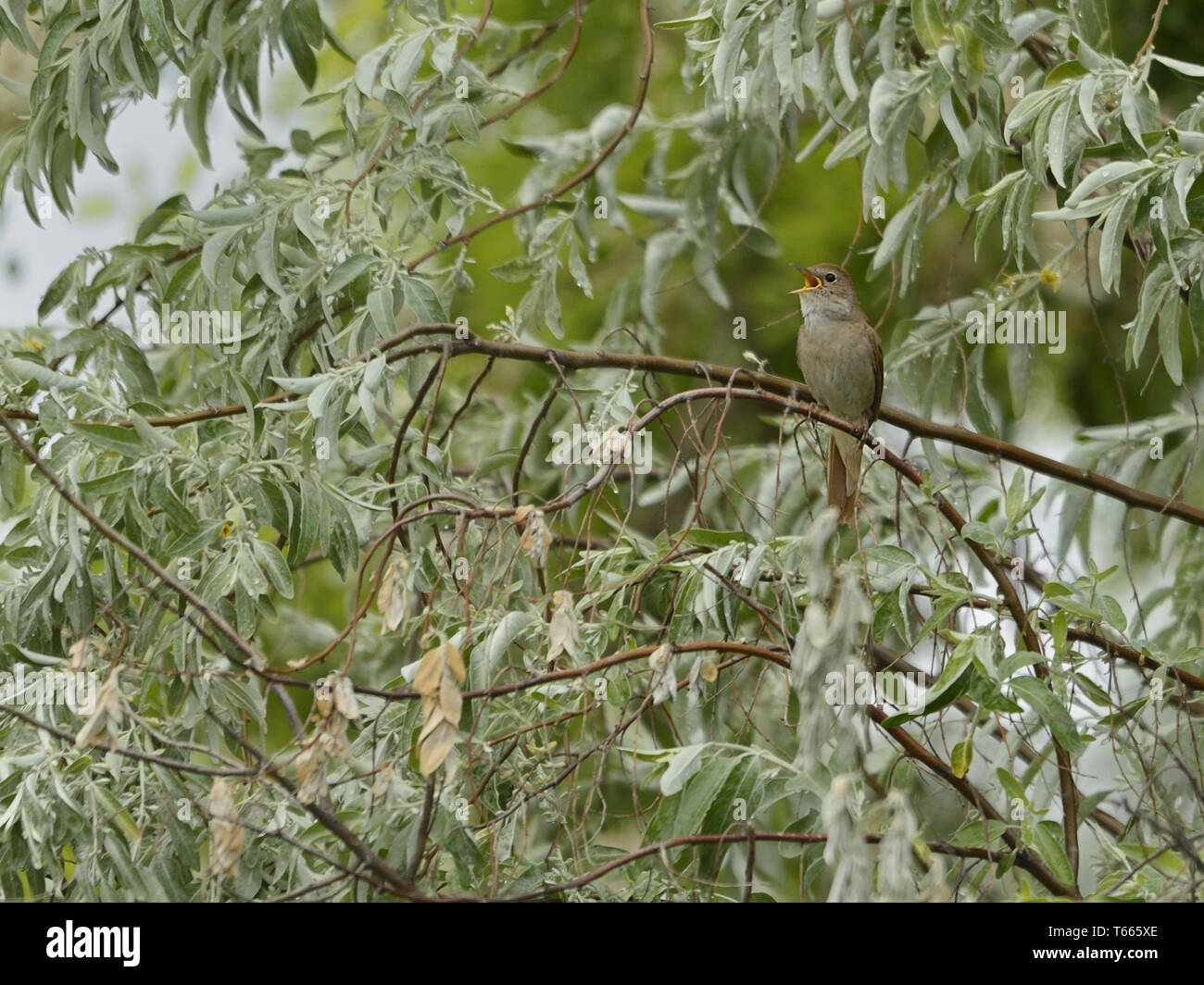 European nightingale, Luscinia megarhynchos Stock Photo - Alamy