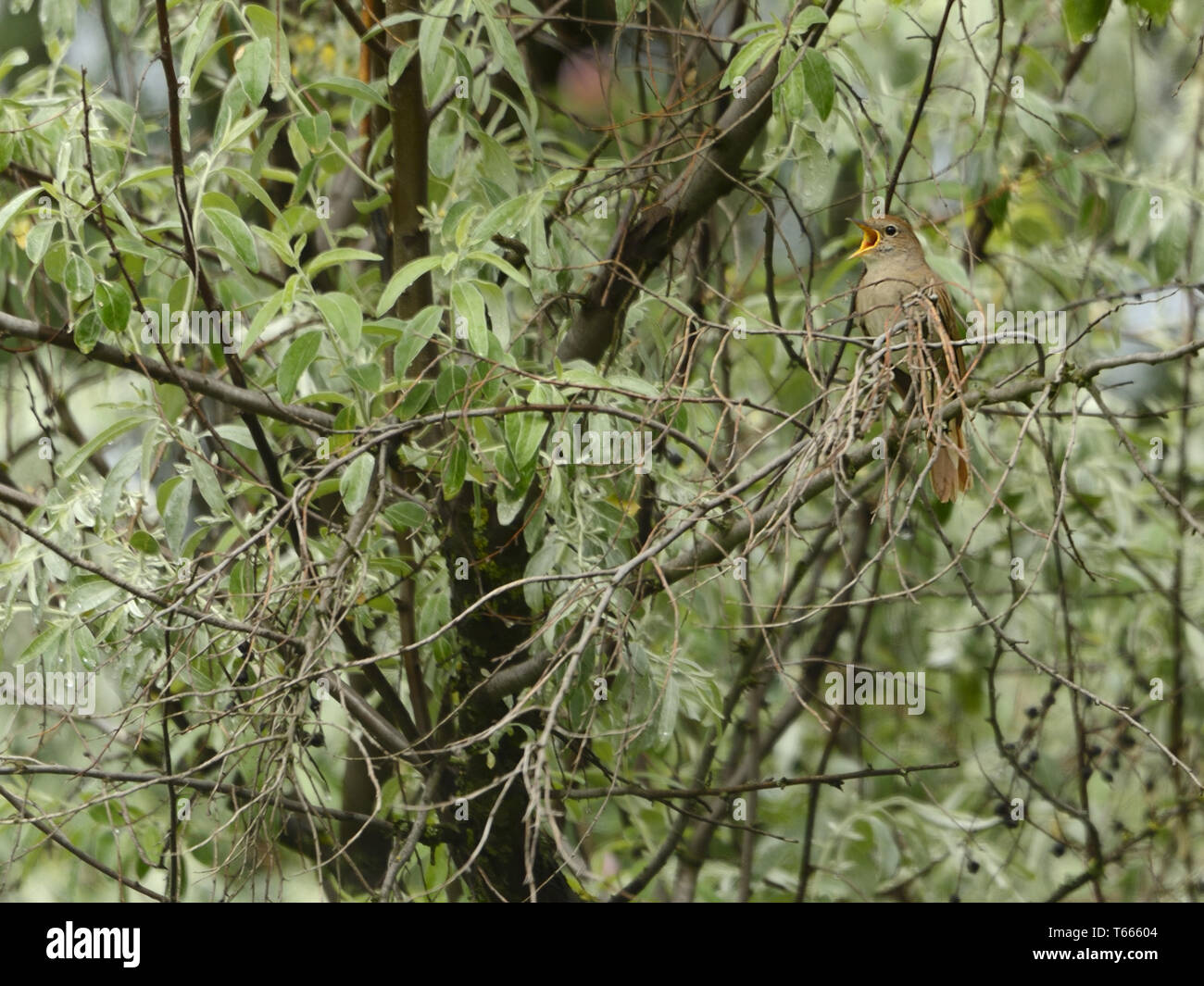 European nightingale, Luscinia megarhynchos Stock Photo - Alamy