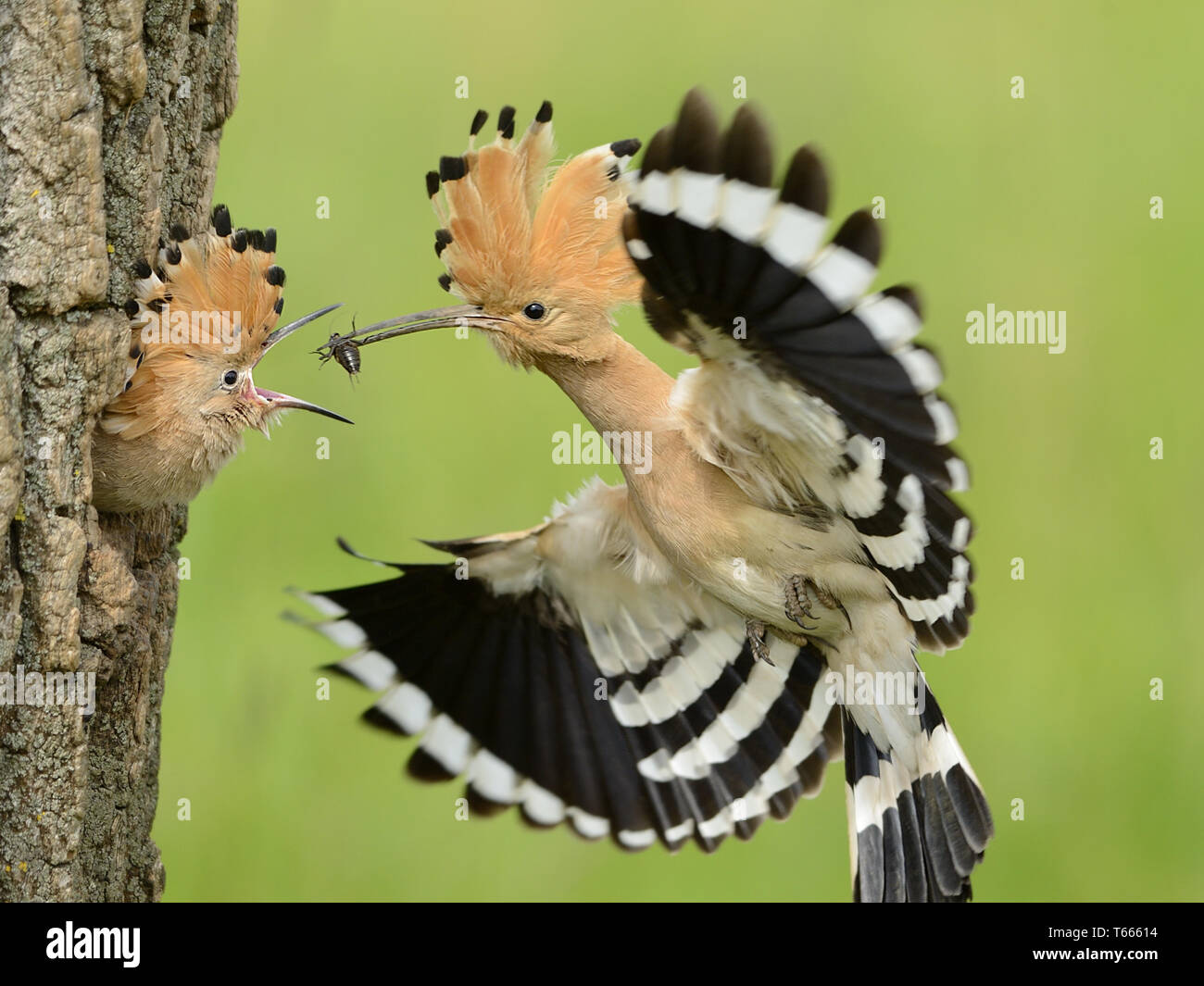 Eurasian hoopoe [Upupa epops] Stock Photo - Alamy