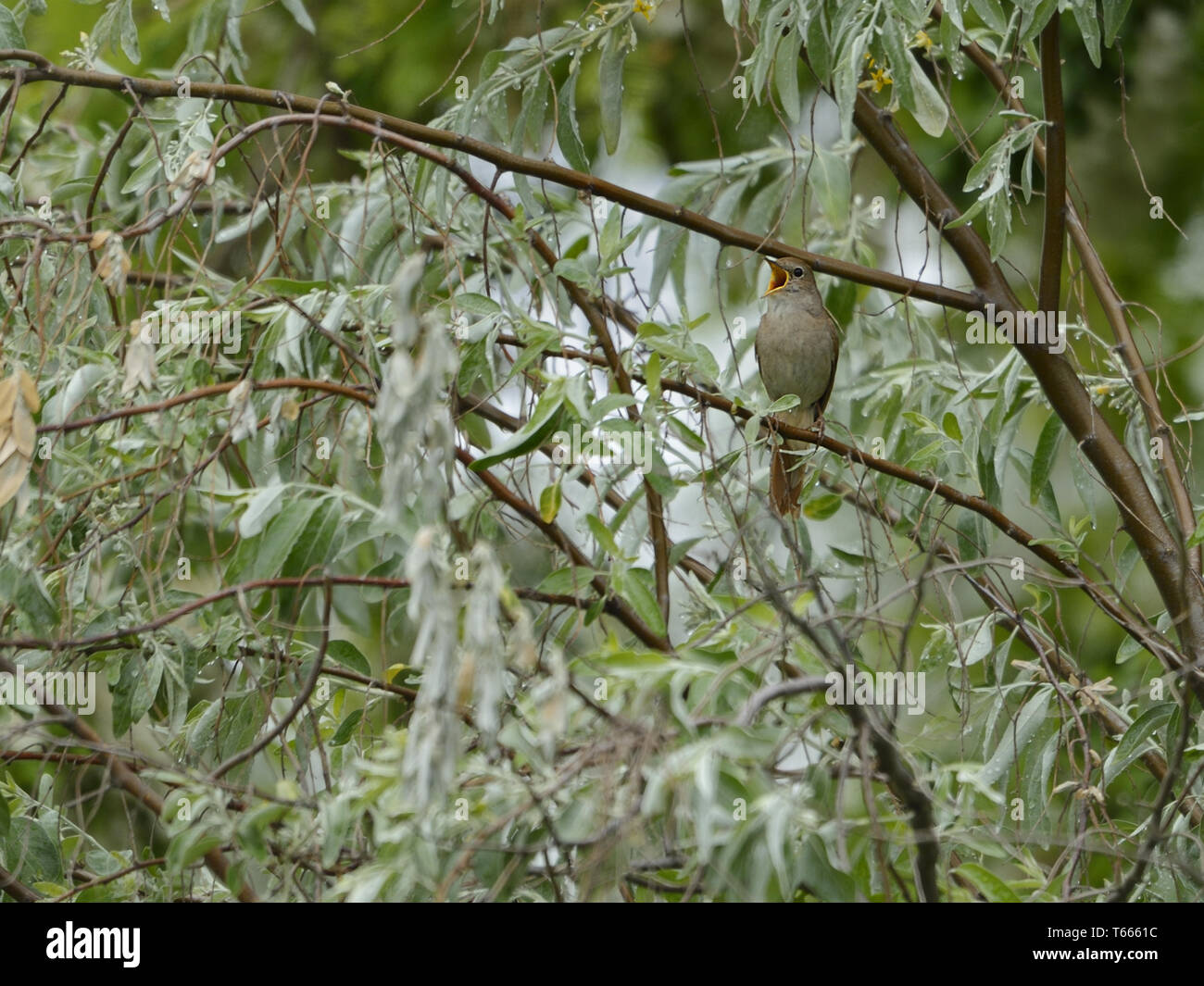 European nightingale, Luscinia megarhynchos Stock Photo - Alamy