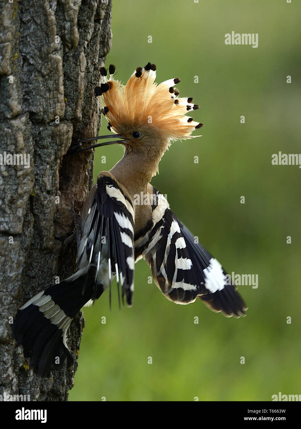 Eurasian hoopoe [Upupa epops] Stock Photo - Alamy