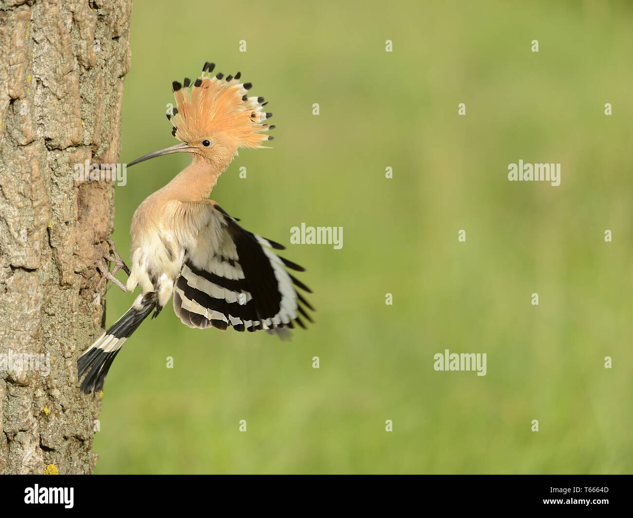 Eurasian hoopoe [Upupa epops] Stock Photo - Alamy