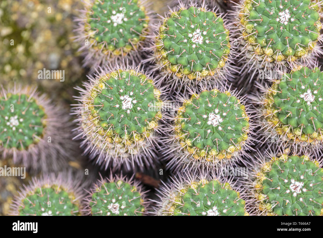 top view of a green cactus pattern Stock Photo - Alamy