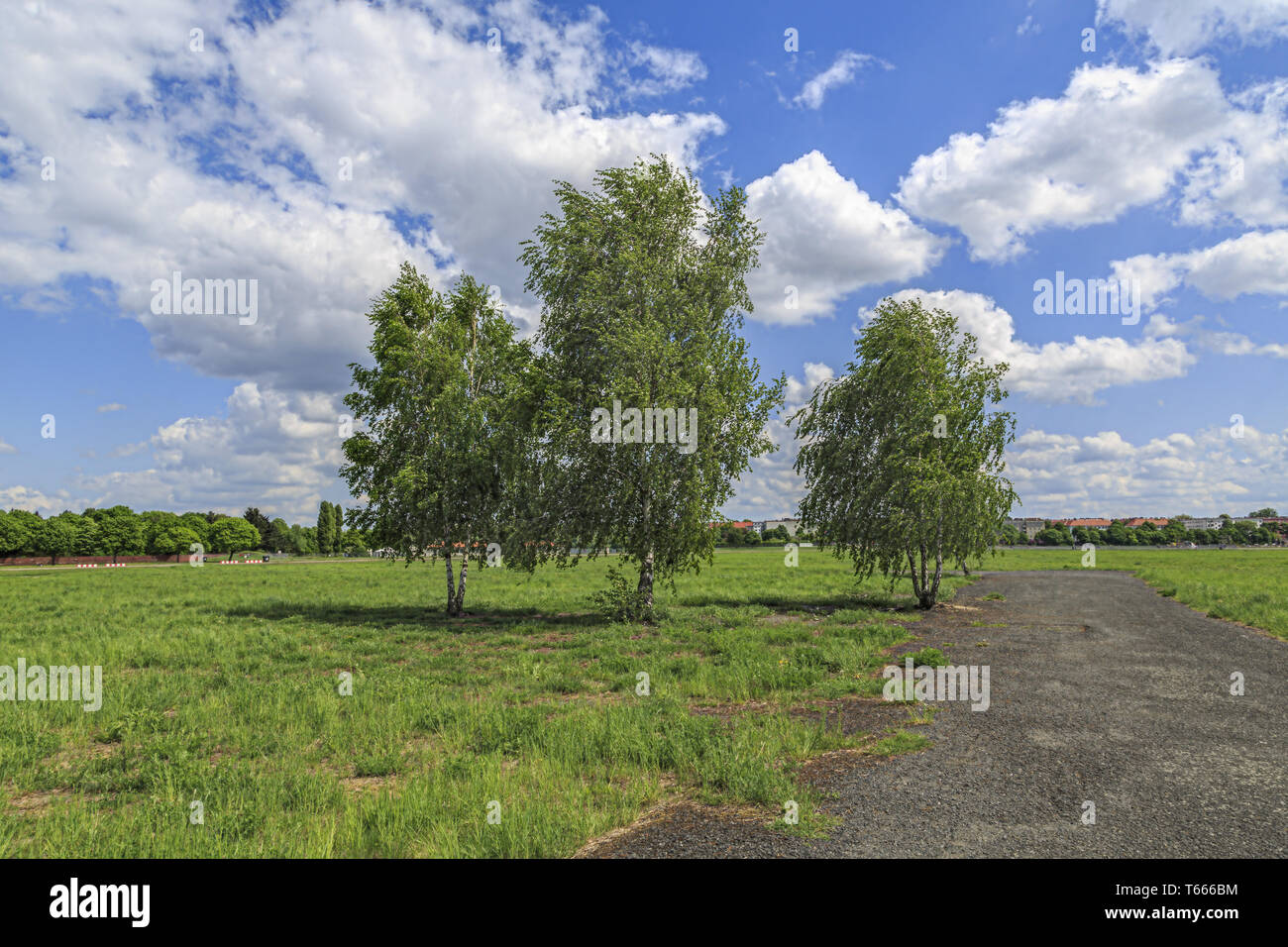 three birch trees at the Tempelhofer Feld, Berlin Germany Stock Photo ...