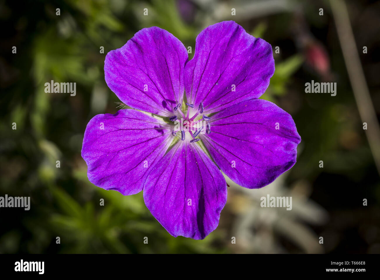 Colour color purple close up hi-res stock photography and images - Alamy