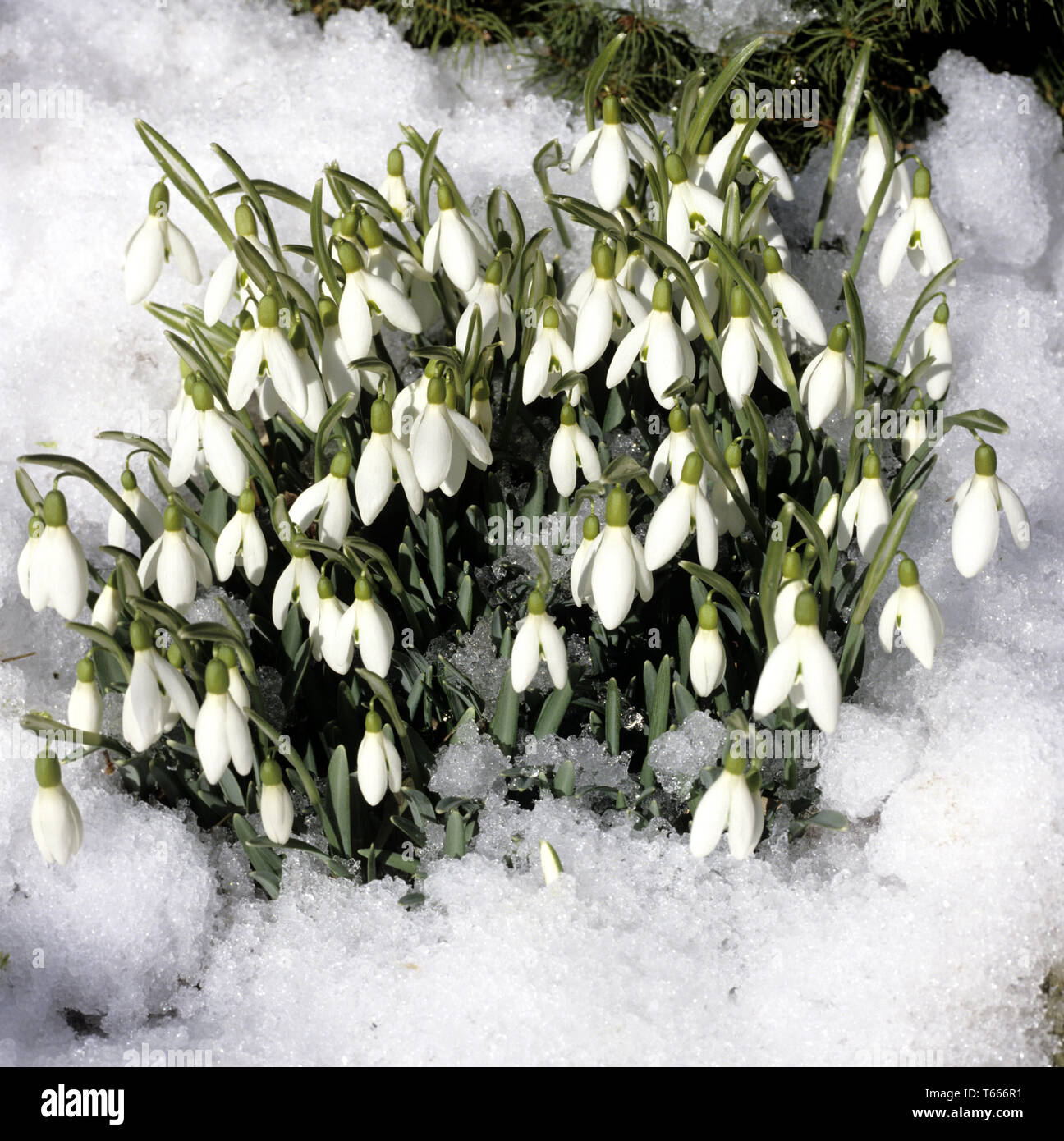 snowdrop, Galanthus nivalis Stock Photo - Alamy