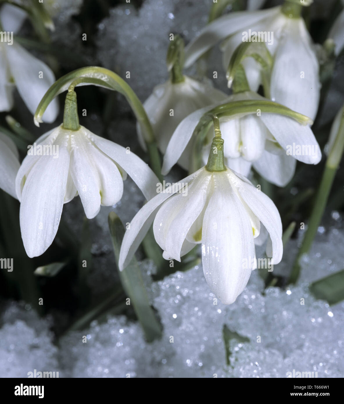 snowdrop, Galanthus nivalis Stock Photo - Alamy