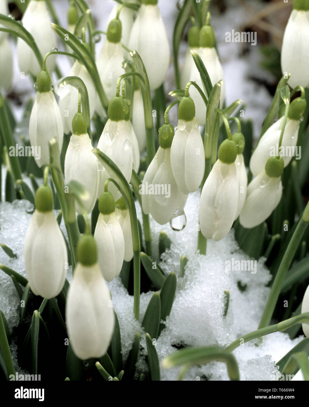 snowdrop, Galanthus nivalis Stock Photo - Alamy