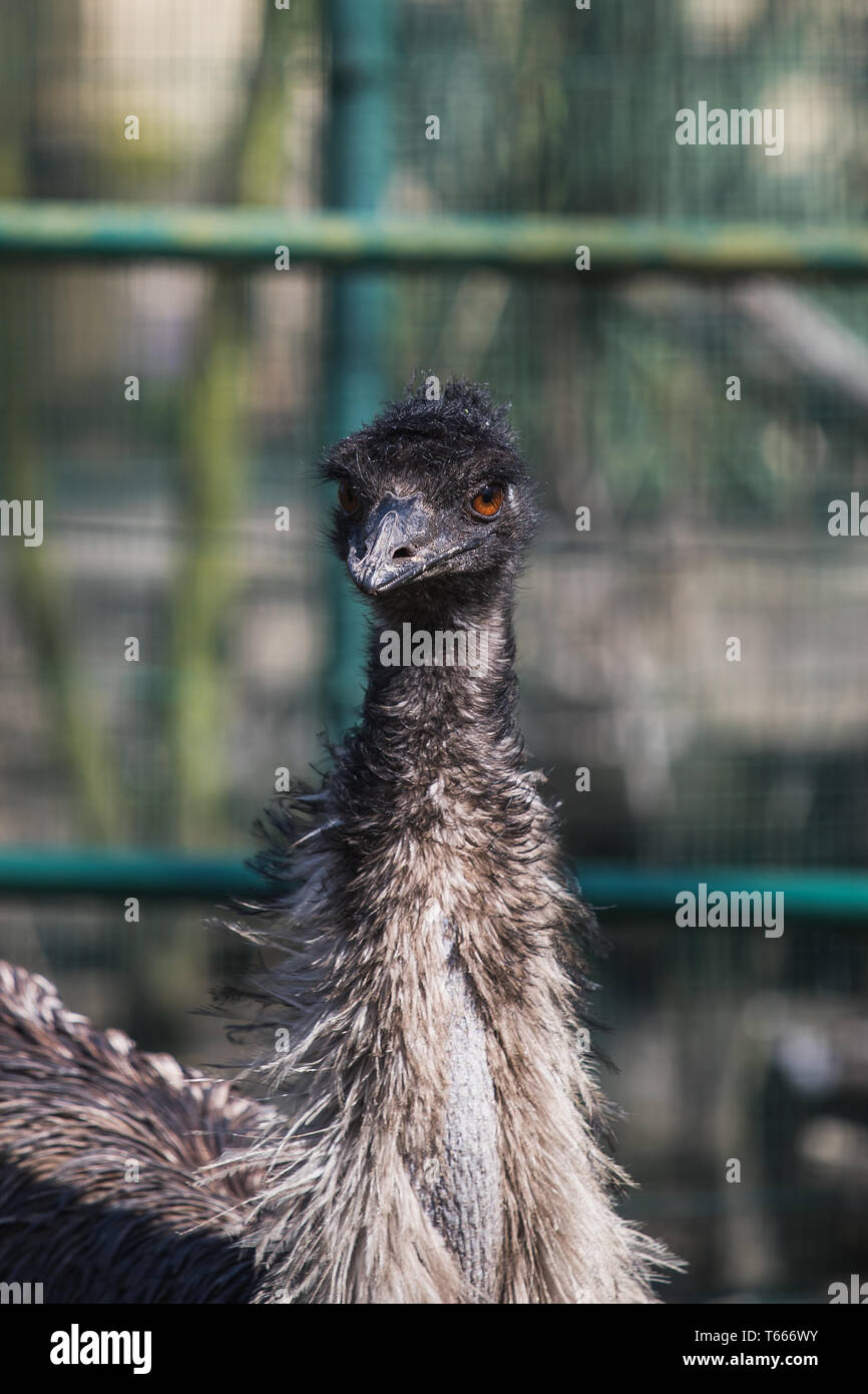 Portrait of an emu bird, looking to the camera, germany Stock Photo - Alamy