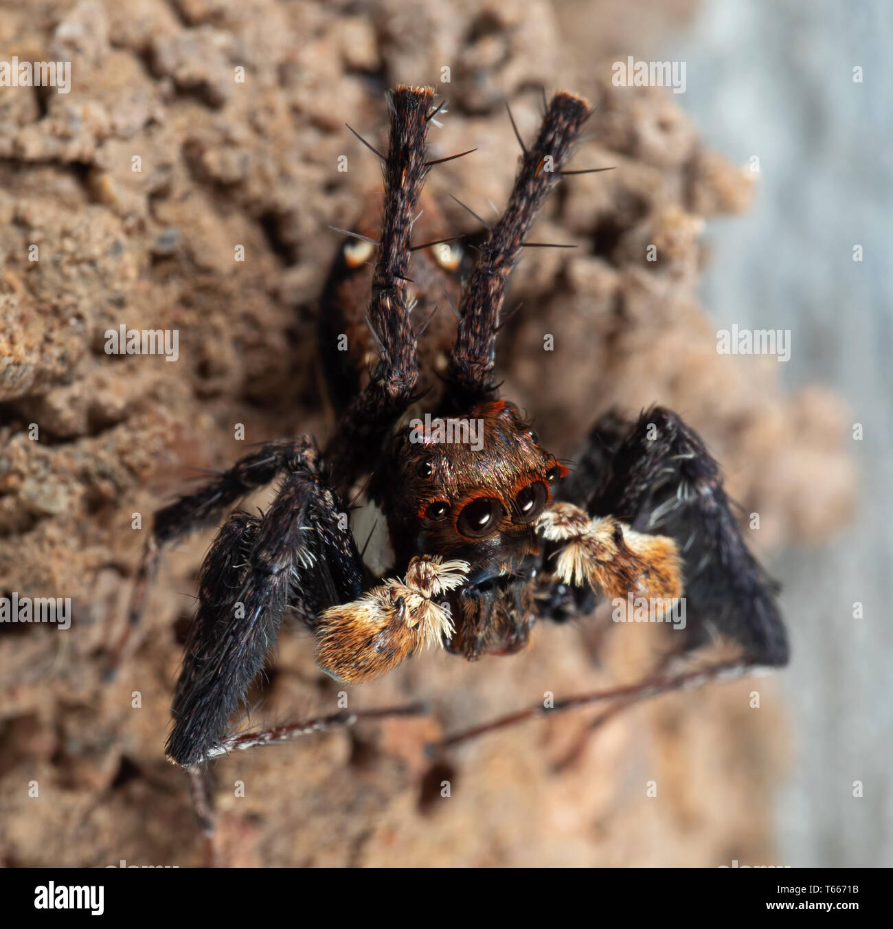 Macro Photography of Jumping Spider Isolated on The Soil Stock Photo ...
