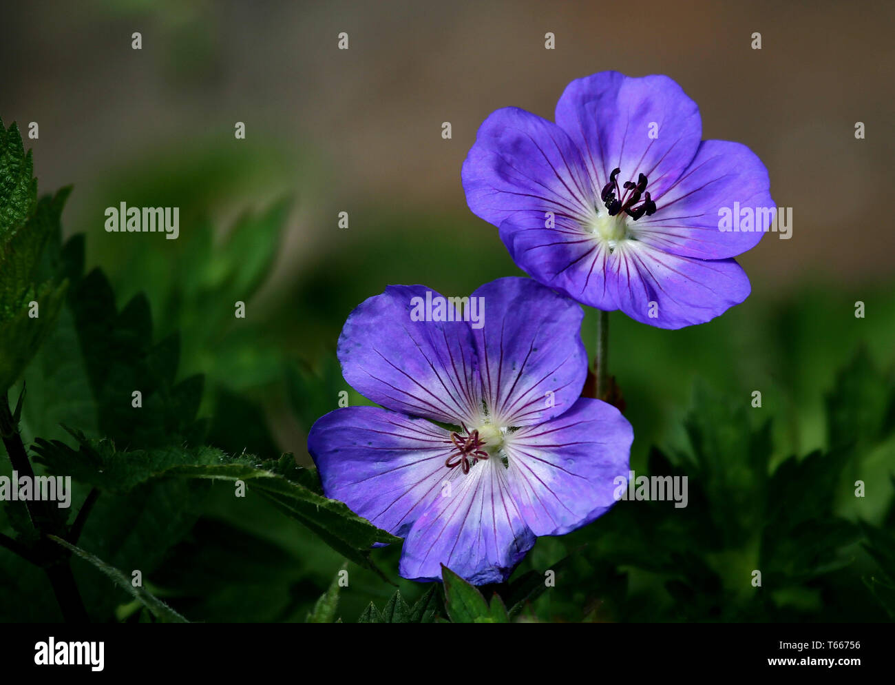 Herb Robert, Geranium robertianum Stock Photo - Alamy