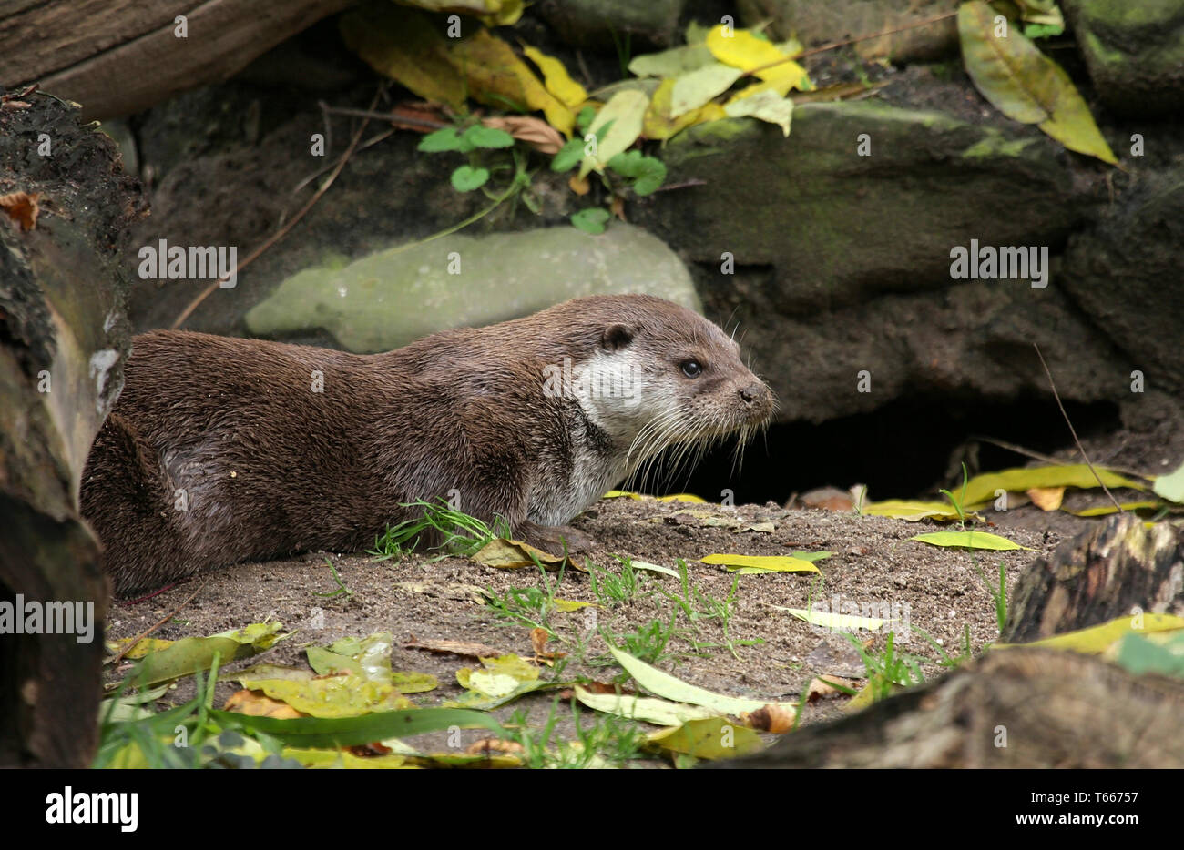 Eurasian otter, Lutra lutra Stock Photo - Alamy