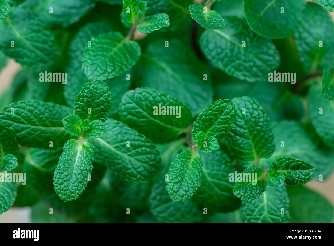Soft minty background hi-res stock photography and images - Alamy