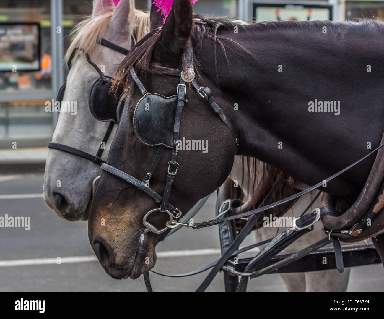 Two draft horses, portrait view Stock Photo - Alamy