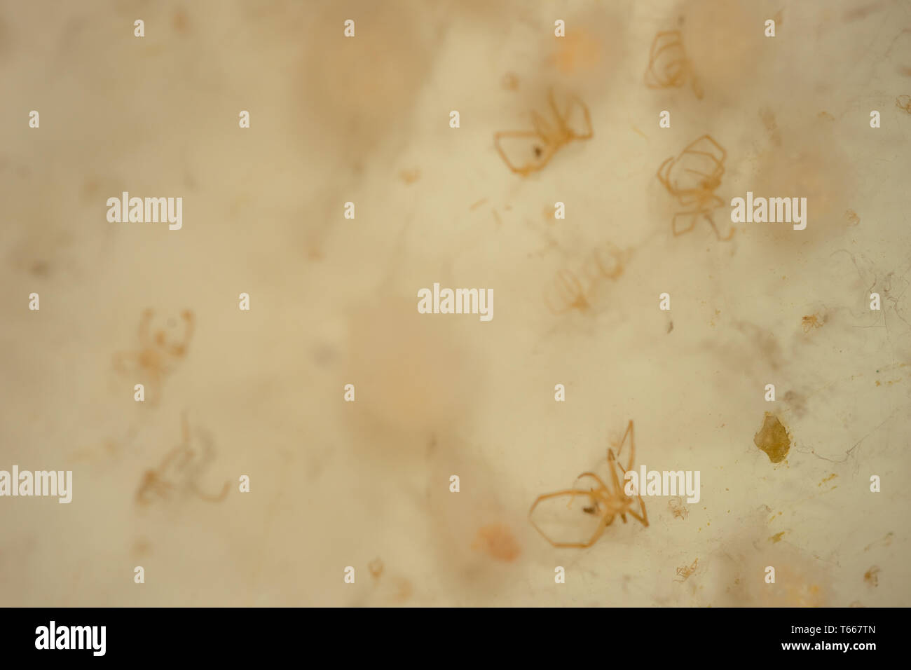 Dry spiders and cocoons in thick web Stock Photo - Alamy