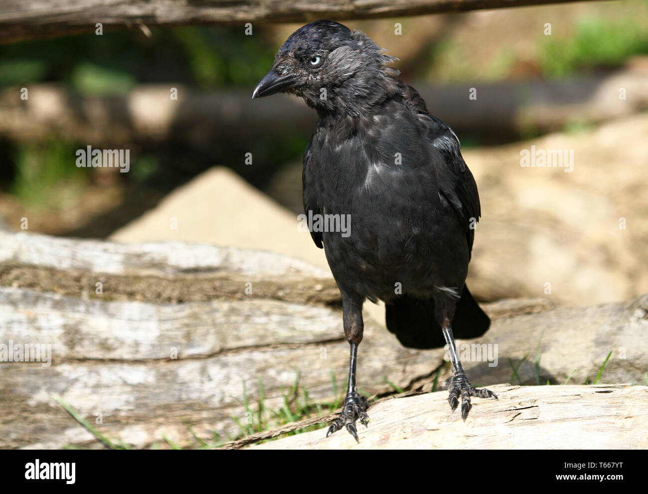 Jackdaw coloeus monedula hi-res stock photography and images - Alamy