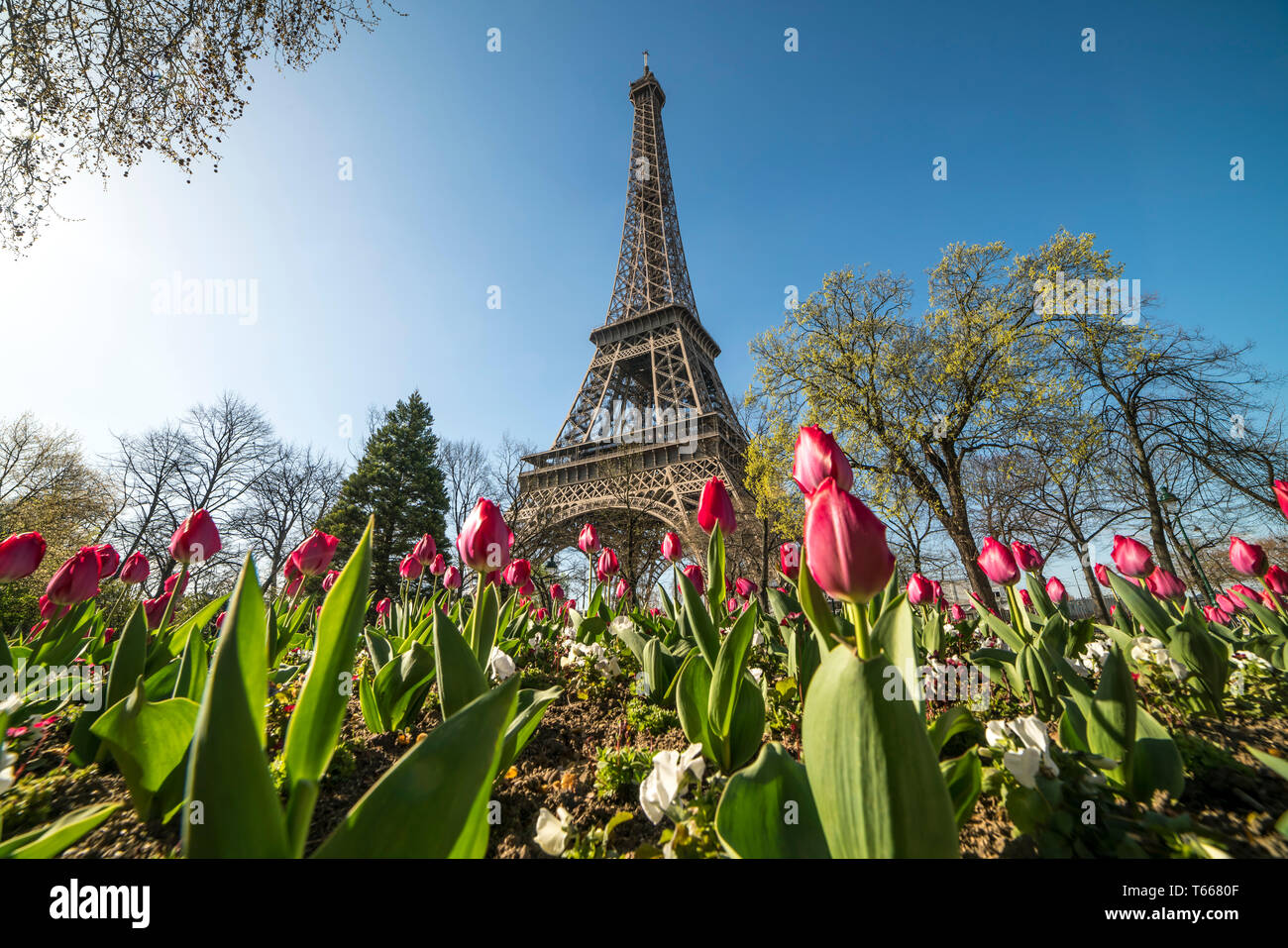 Frühling mit Tulpen vor dem Eiffelturm in Paris, Frankreich | spring ...