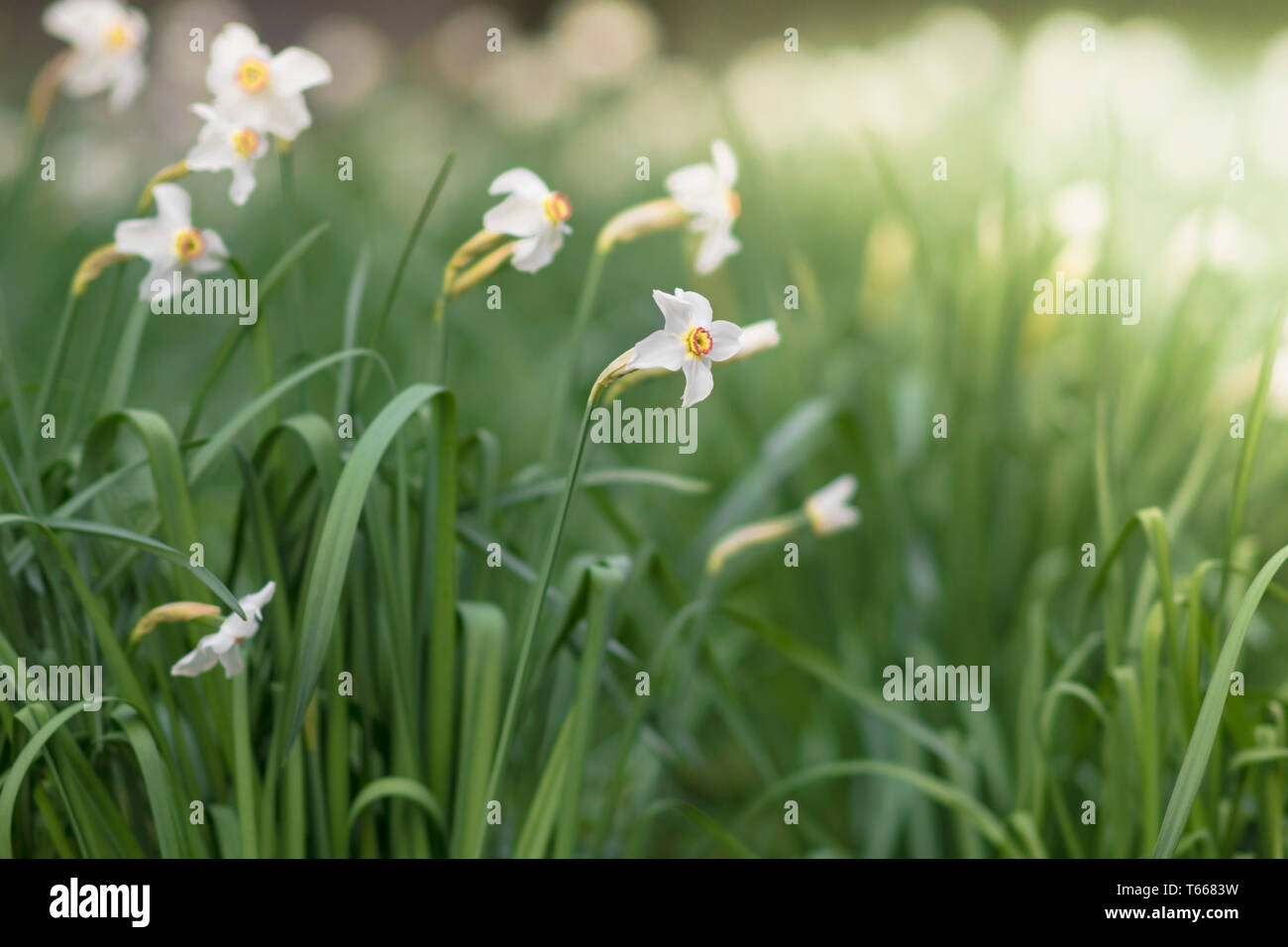 Spring flowers daffodils blooming in the spring garden - closeup of ...