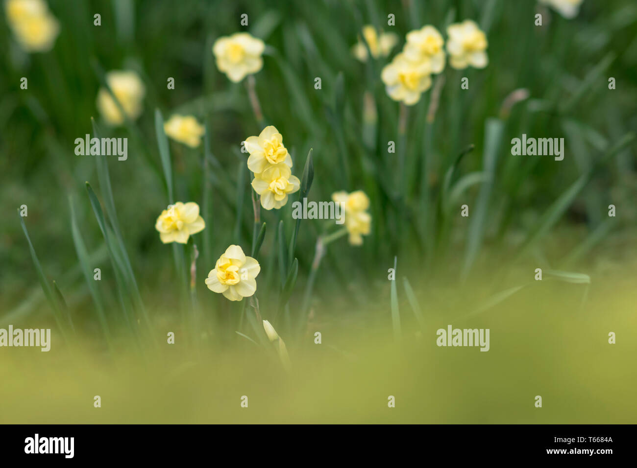 Spring flowers daffodils blooming in the spring garden - closeup of ...