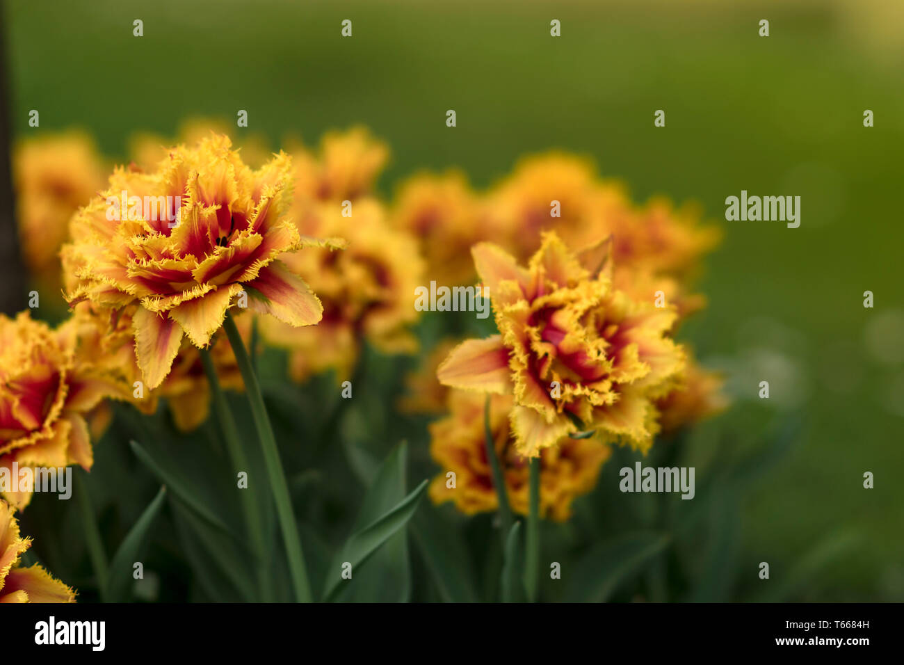 Fringed red yellow tulip Lambada blossoms in the garden. Spring floral ...