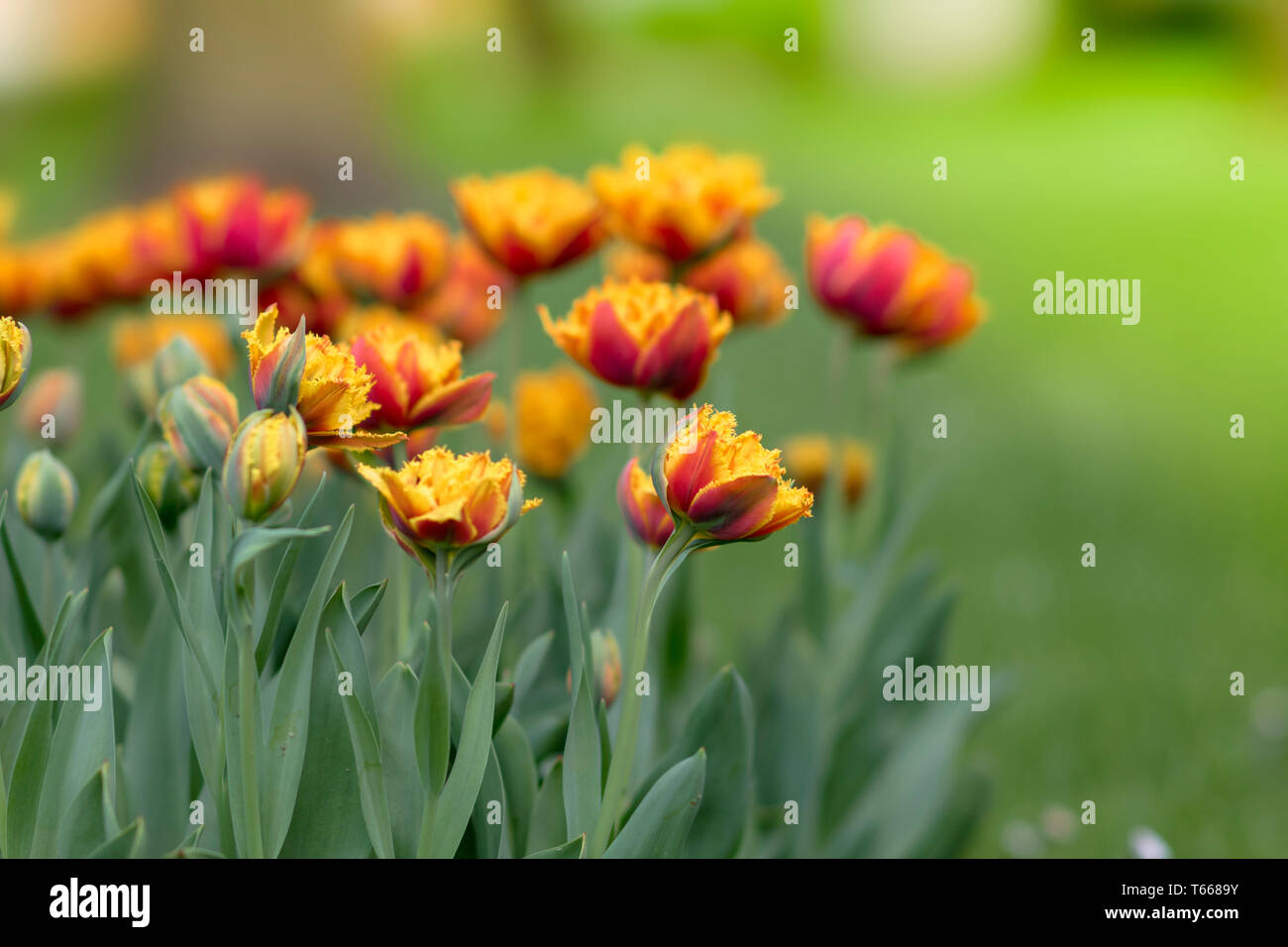 Fringed red yellow tulip Lambada blossoms in the garden. Spring floral ...