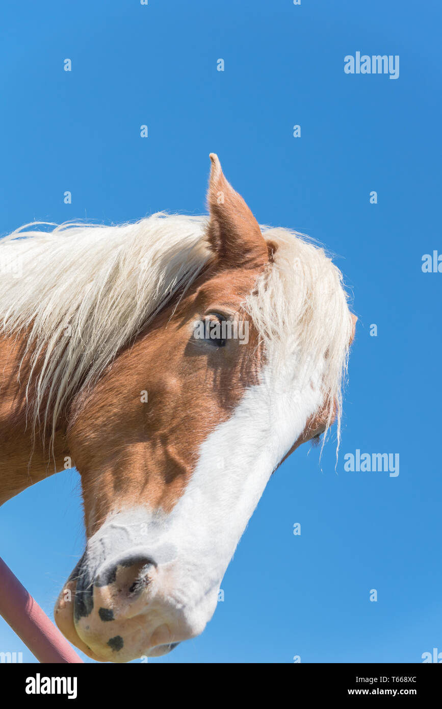 Belgian horse at American farm ranch close-up Stock Photo - Alamy