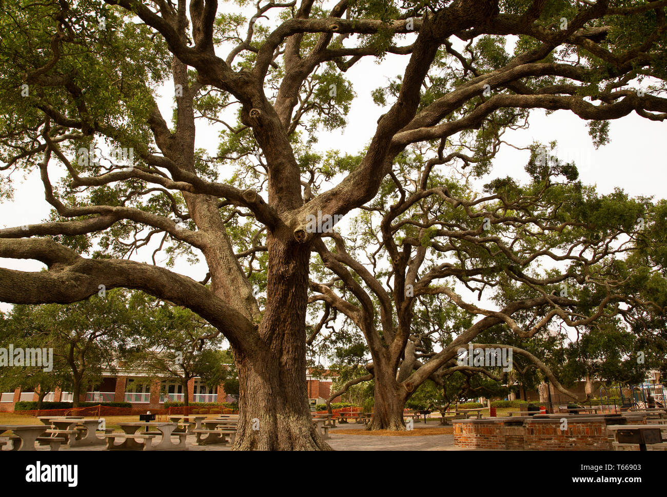 Coastal live oak trees hi-res stock photography and images - Alamy