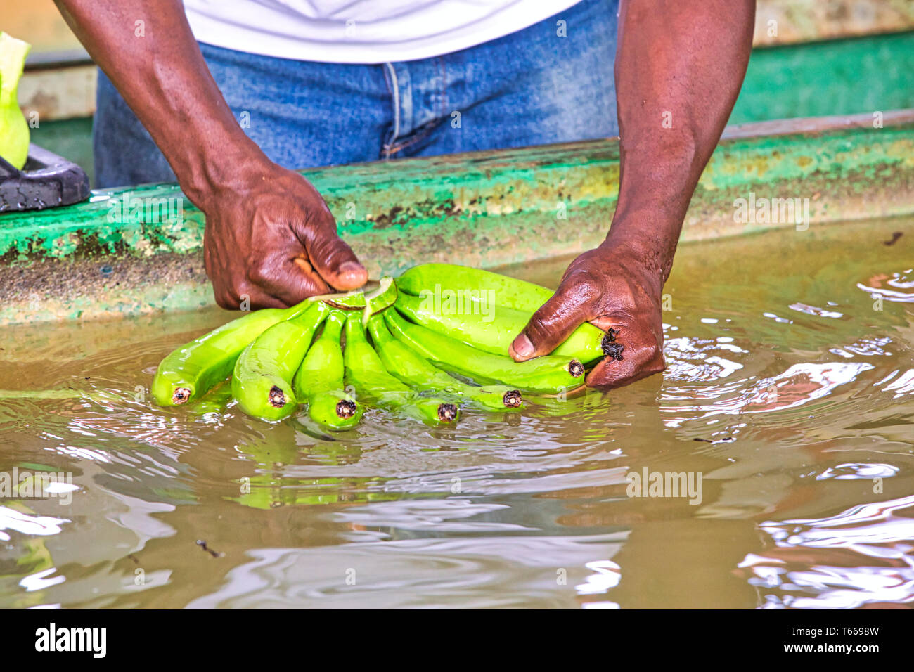 close up black hands man cutting the green banana branches at banana ...