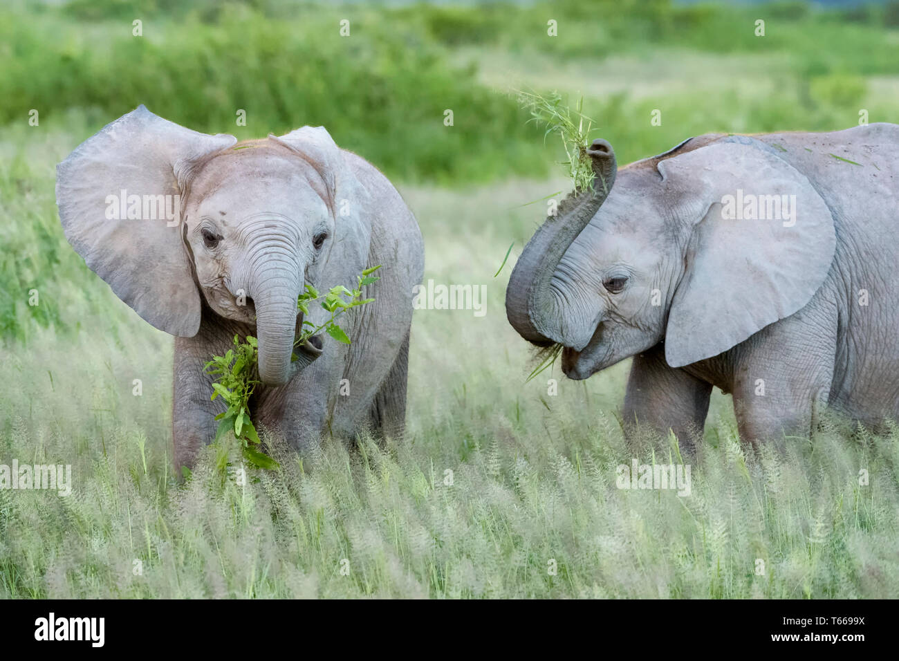 Baby Elephant Eating