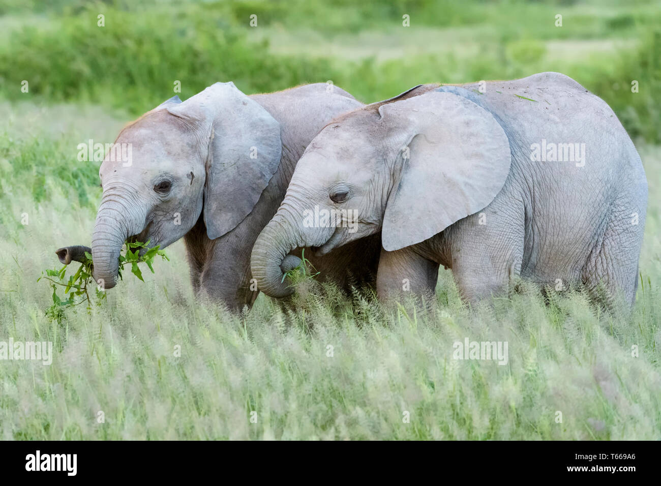 Two African ele phant (Loxodonta africana) baby, eating and playing ...
