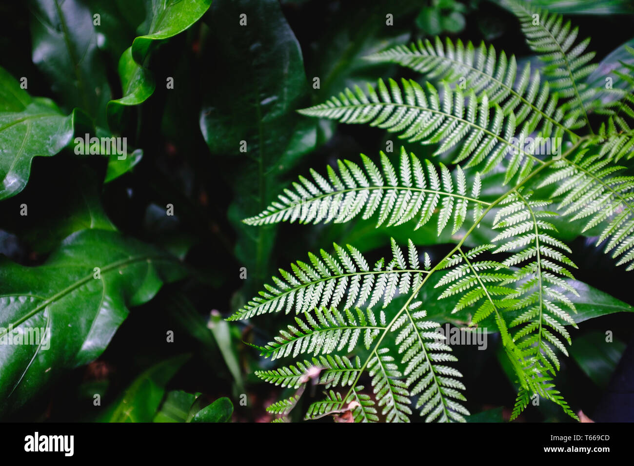 Jungle plants hi-res stock photography and images - Alamy